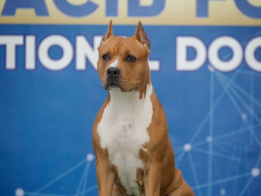 Американский стаффордширский терьер