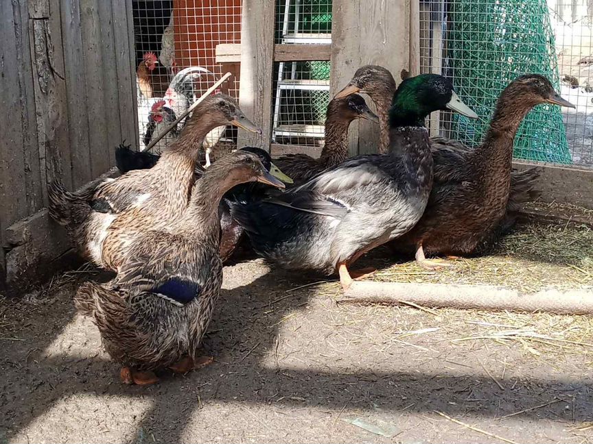 Утка руанская