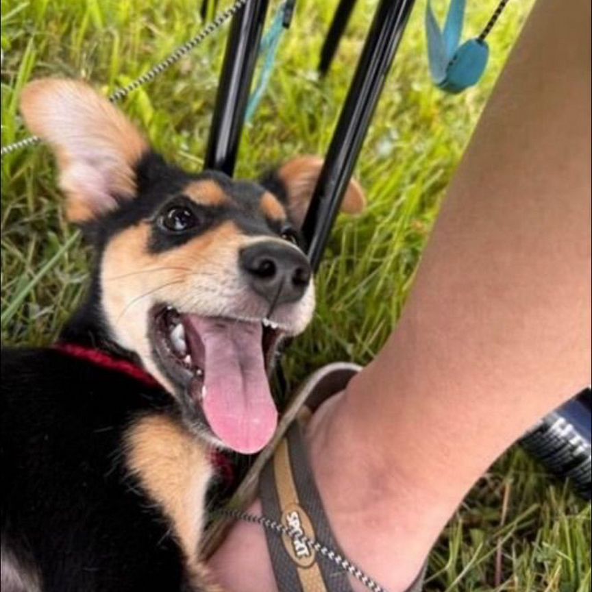 Отдам в добрые руки