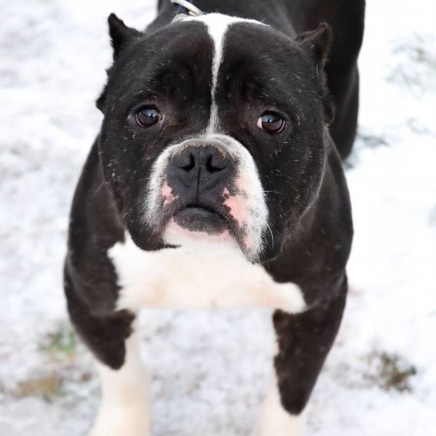 Американский булли, щенок