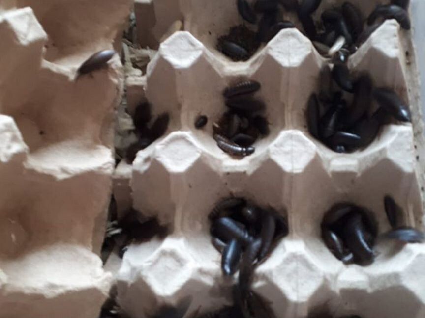 Тараканы на корм птицам,ящерицам и т.д