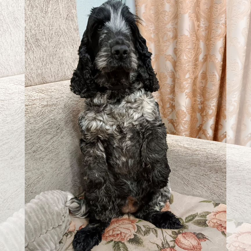 Английский кокер-спаниель, взрослая собака