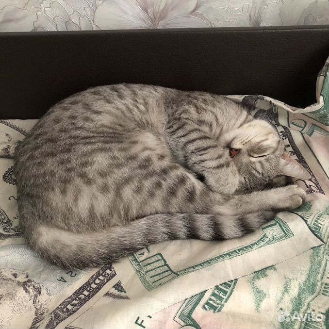 Скоттиш страйт вязка