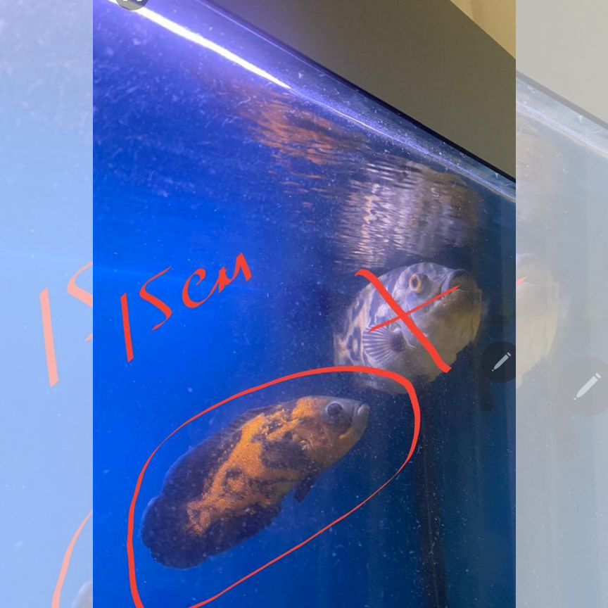 Американские цихлиды