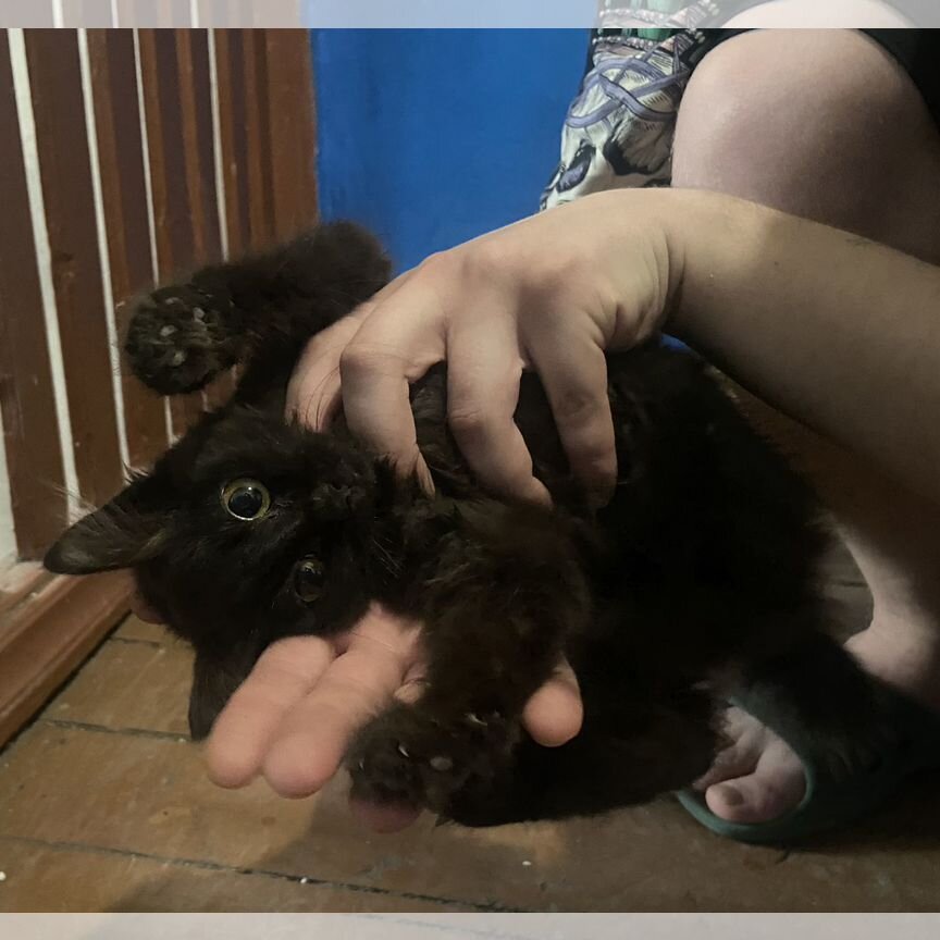 Котёнок в добрые руки