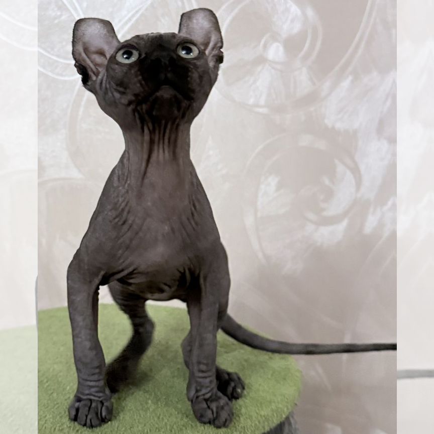 Канадский сфинкс котёнок