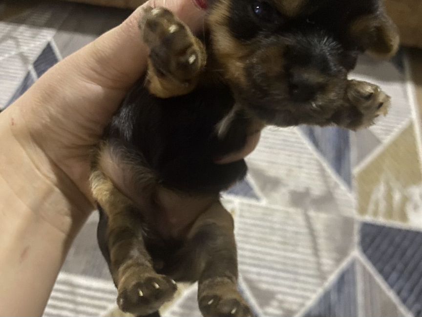 Собака ерширский терьер