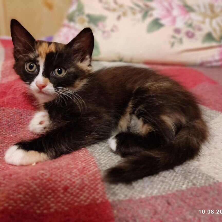 Котенок в добрые руки