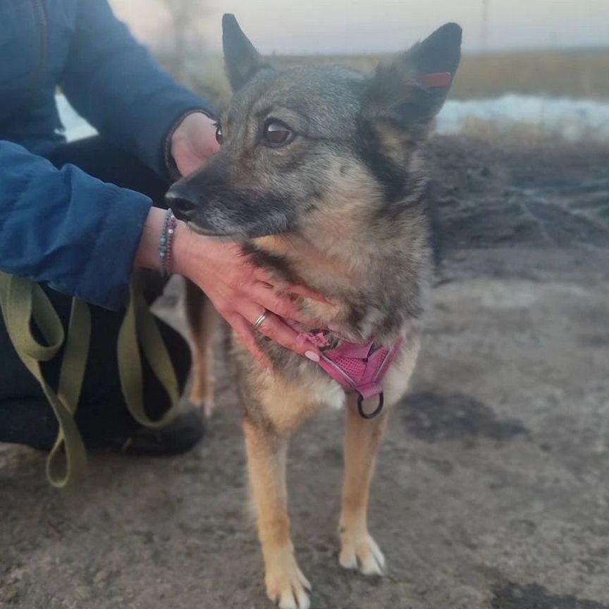 Взрослая собака в добрые руки