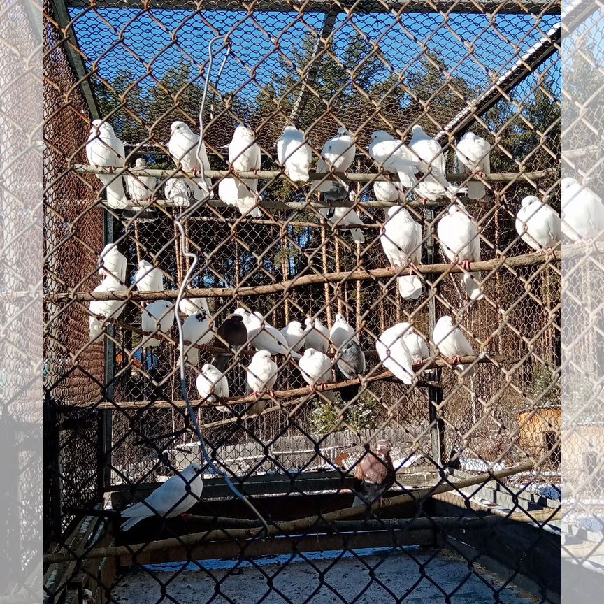 Голуби бойные бакинских старопородные