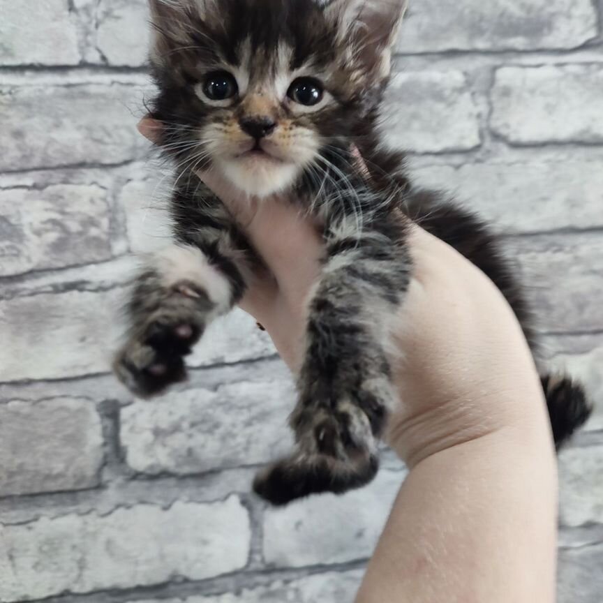 Котята Мейн кун