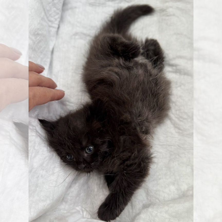 Котятки в добрые руки
