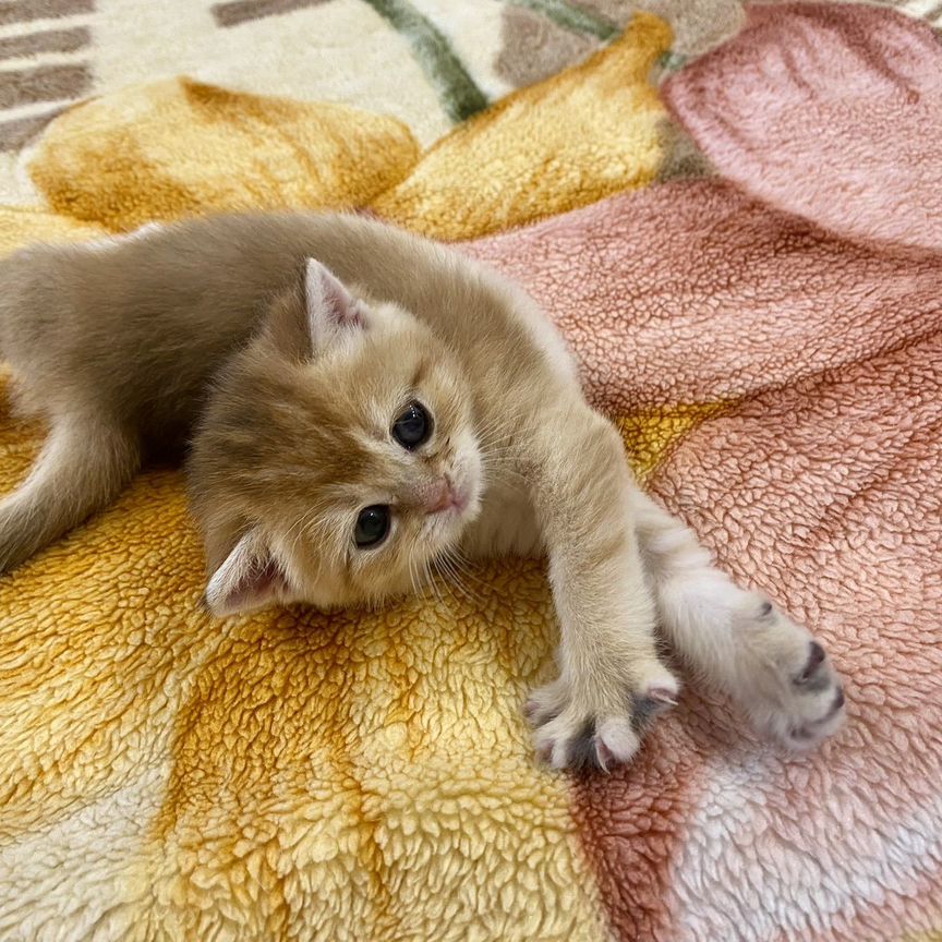 Шотландский котенок