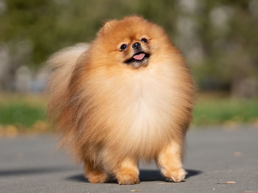 Померанский шпиц