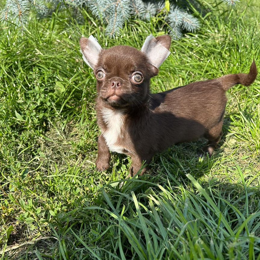 Чихуахуа зайченок