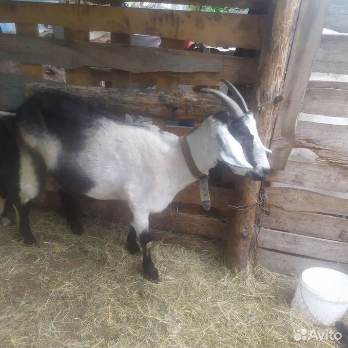 Коза на мясо