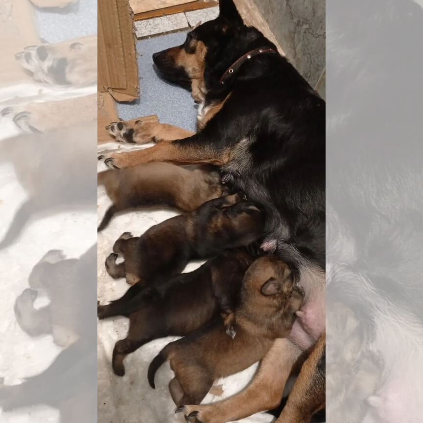 Щенок в добрые руки