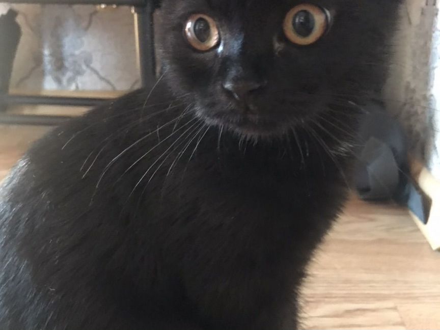 Черный котенок вислоухий