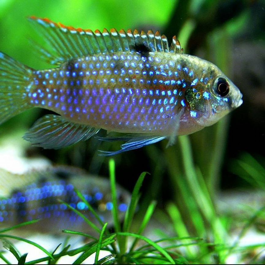 Анамалохромис Томаса