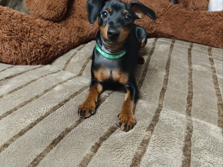 Щенки цвергпинчера