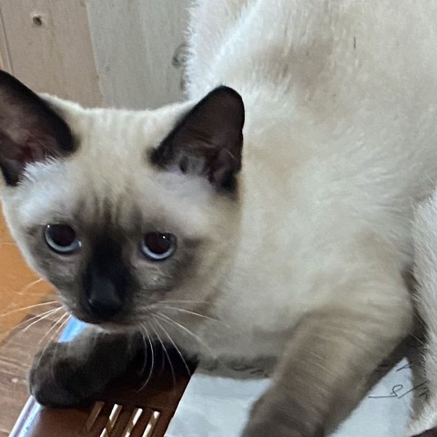 Сиамский котёнок
