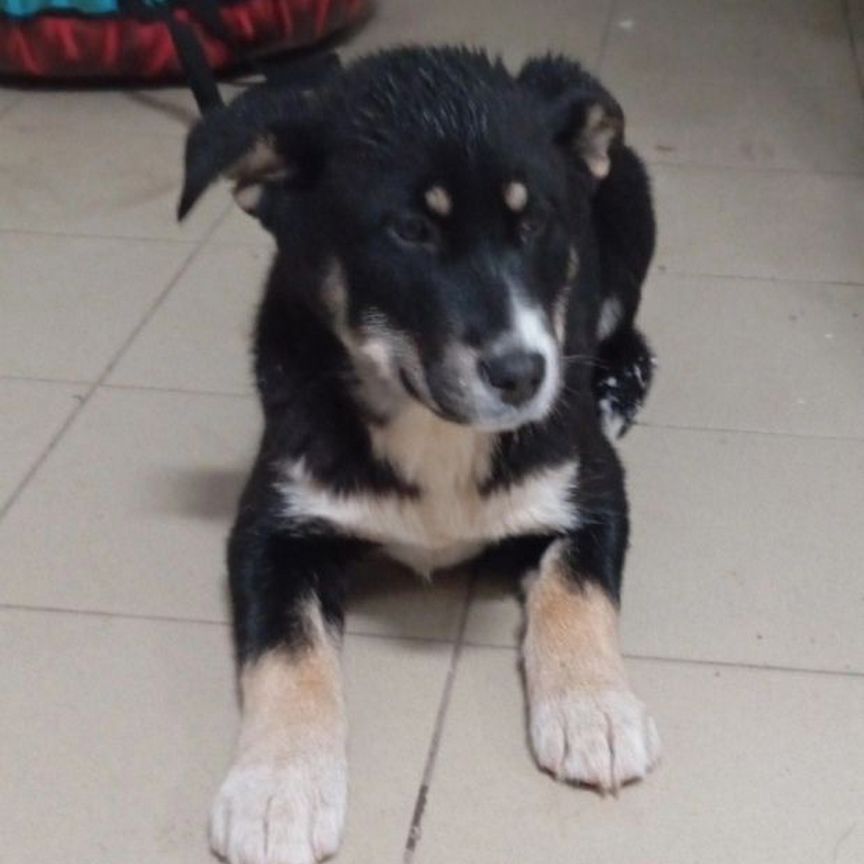 Щенок в добрые руки