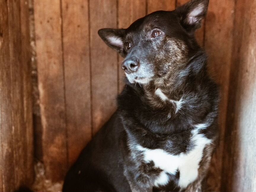 Собака в добрые руки