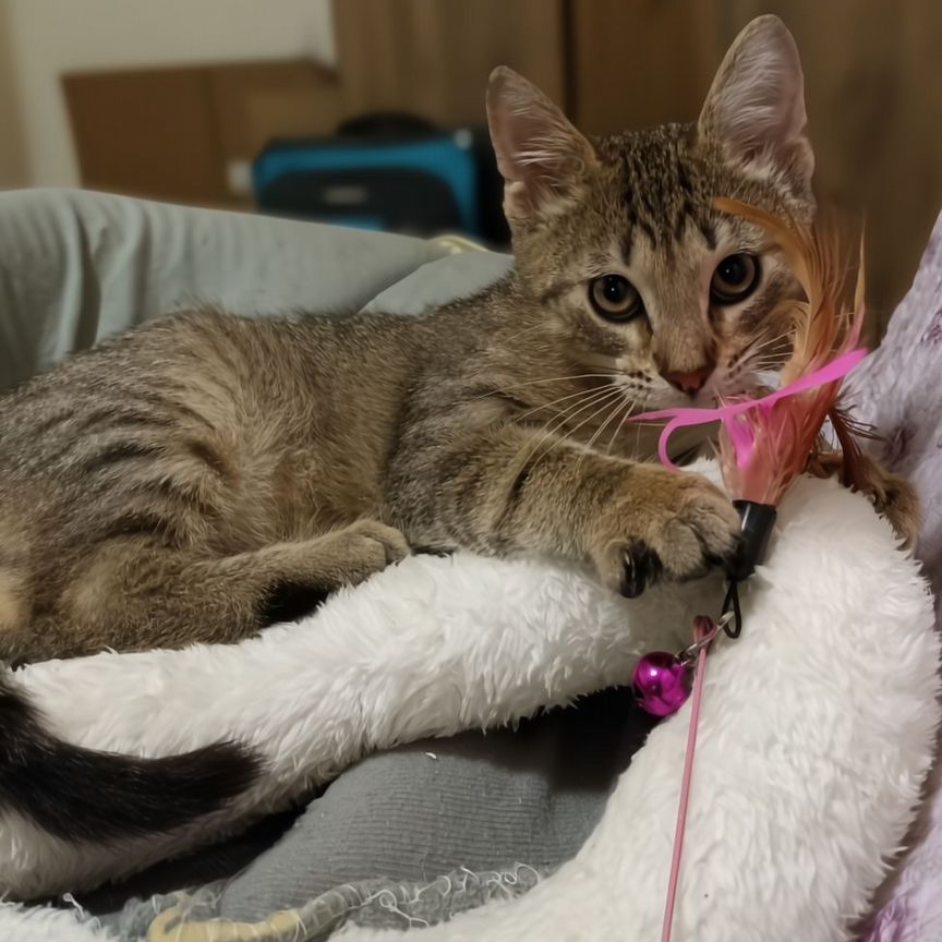 Котенок в добрые руки бесплатно