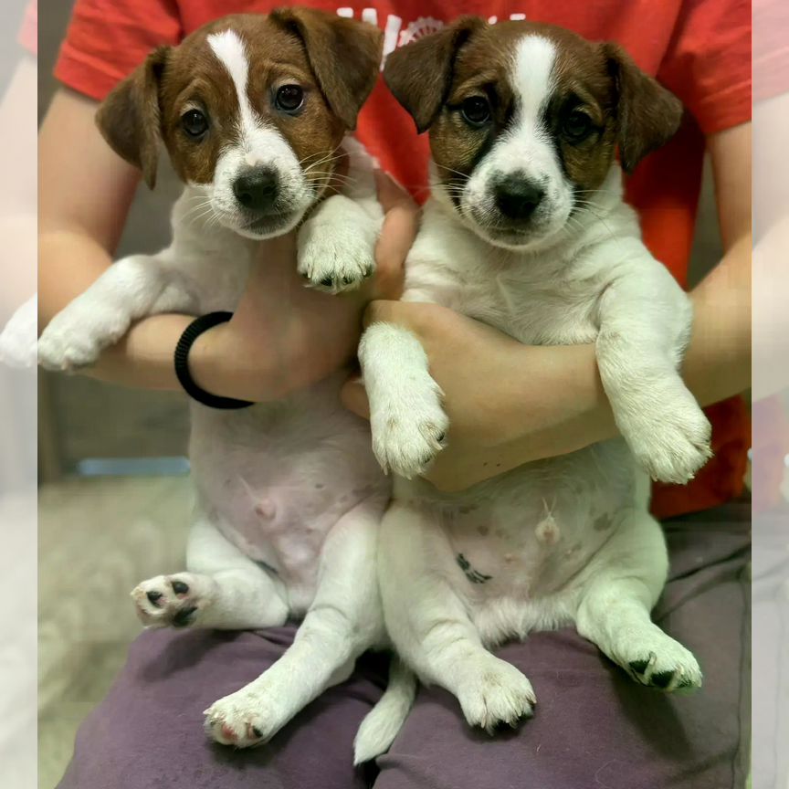 Джек-рассел-терьер, щенок