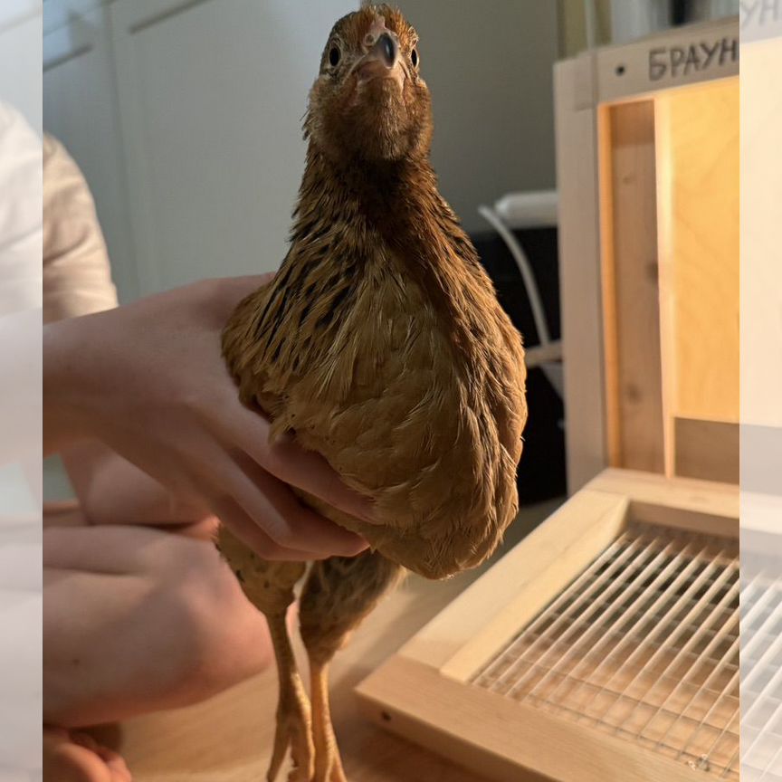 Курица домашняя живая