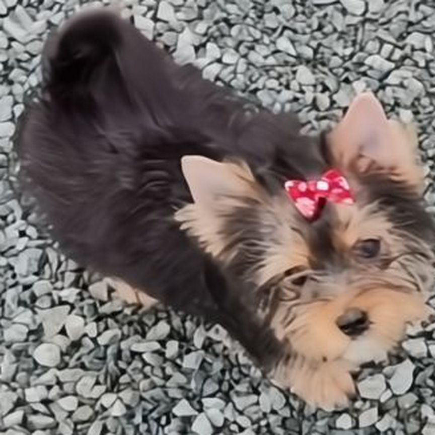 Йоркширский терьер, щенок