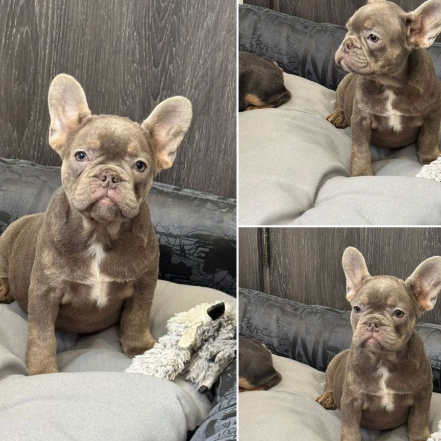 Французский бульдог девочка изабелла