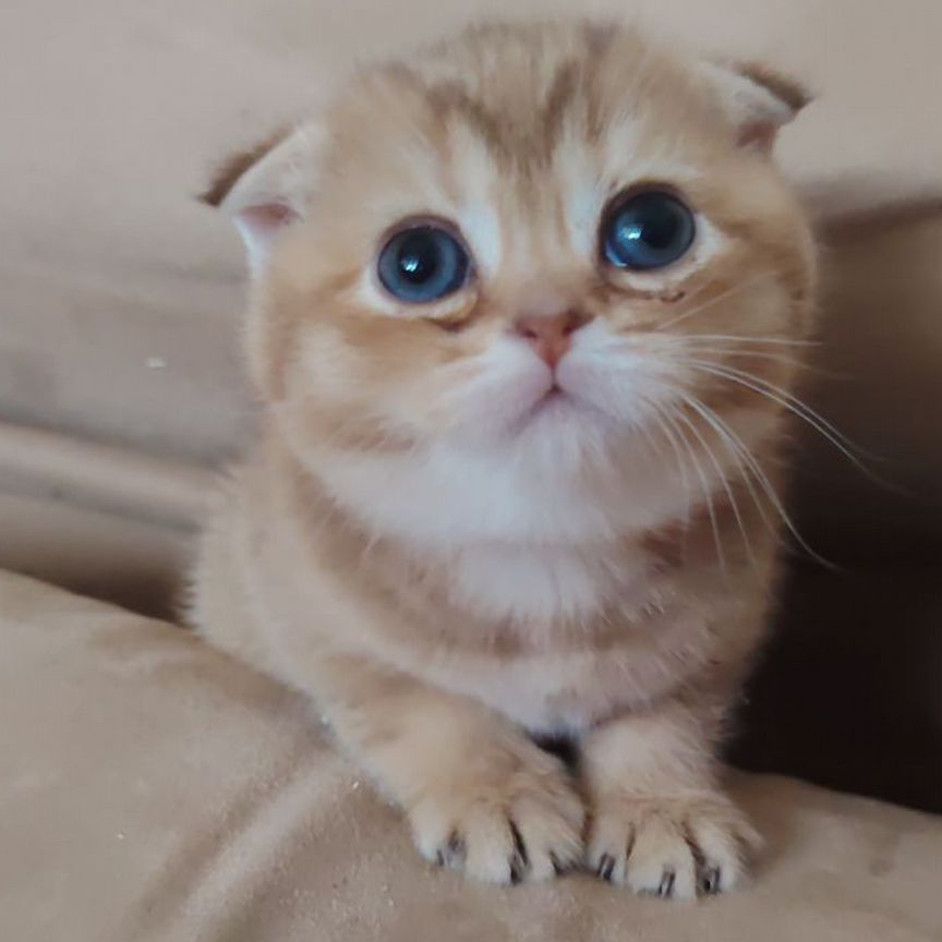 Шотландский вислоухий короткошёрстный котёнок