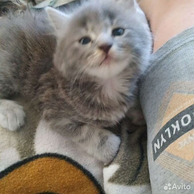 Малыши для души