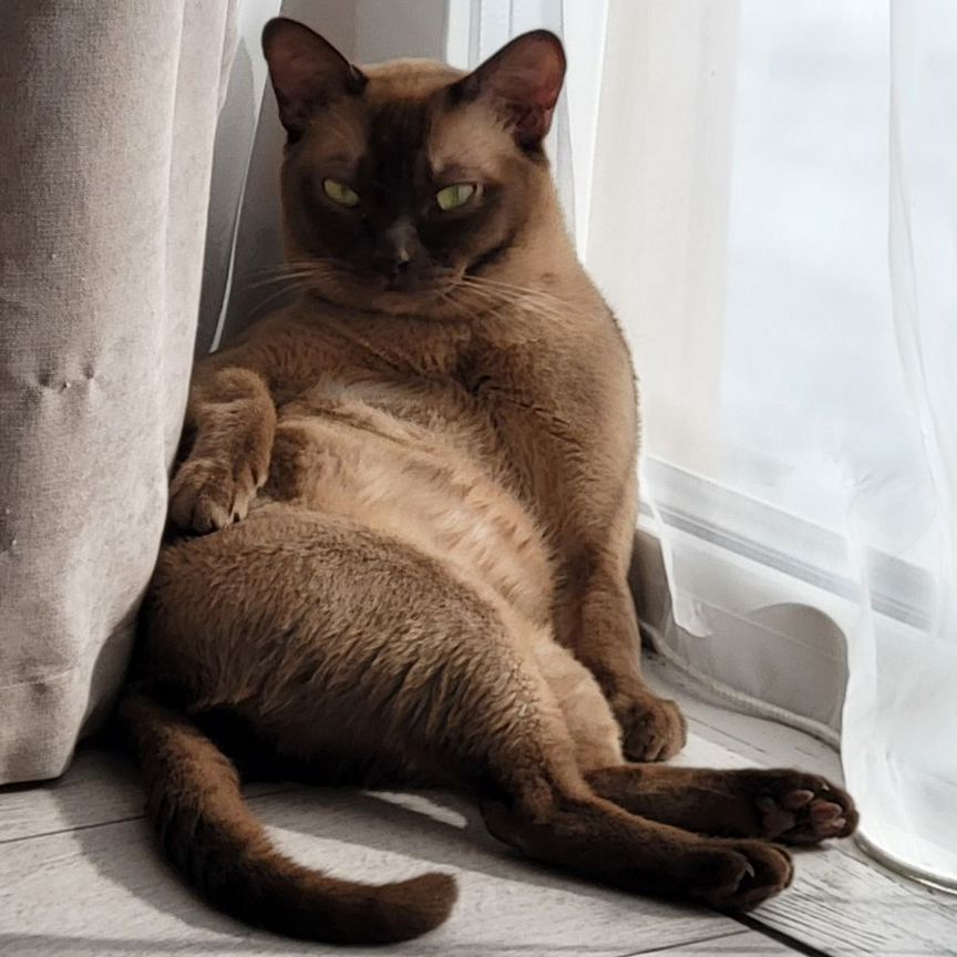 Вязка бурманский кот