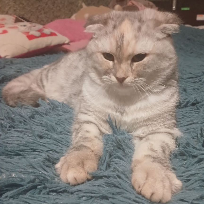 Шотландский вислоухий короткошёрстный котёнок