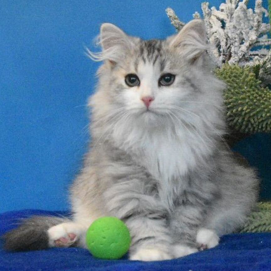 Сибирский котёнок