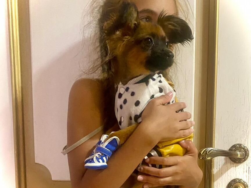 Мини Той-Терьер длинношерстный