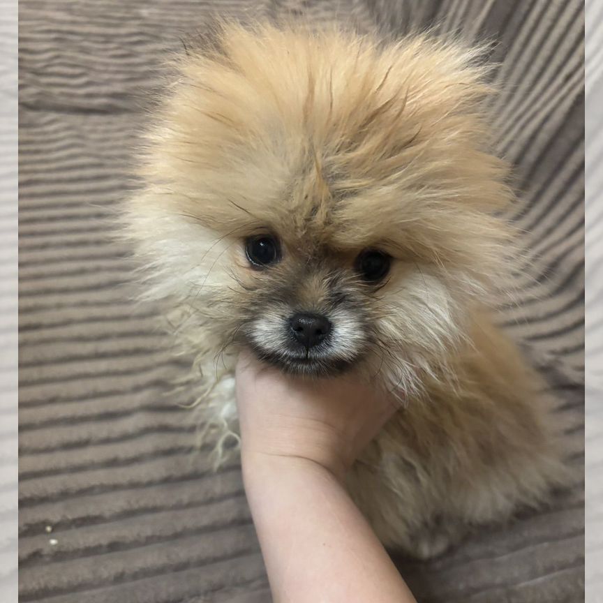 Померанский шпиц, щенок