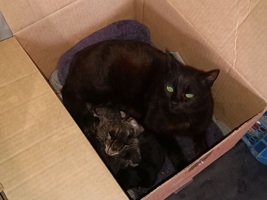 Котенок в дар бесплатно