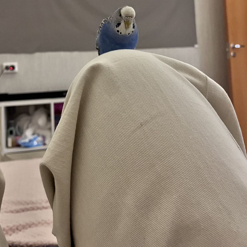 Волнистый попугай самец 1 год