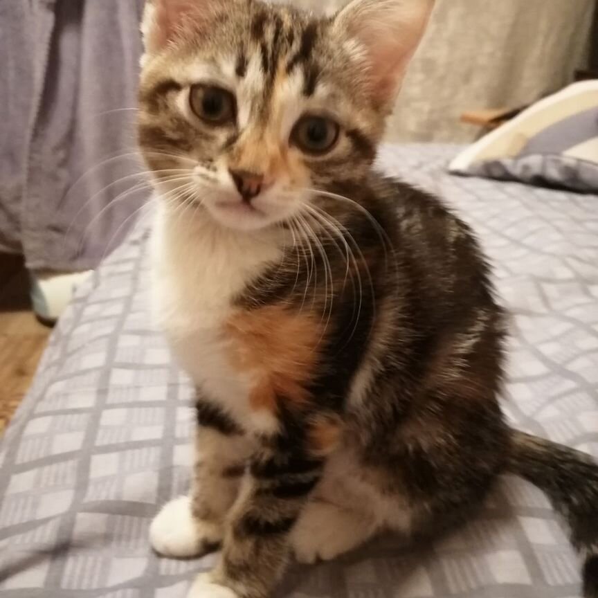 Воспитаная леди