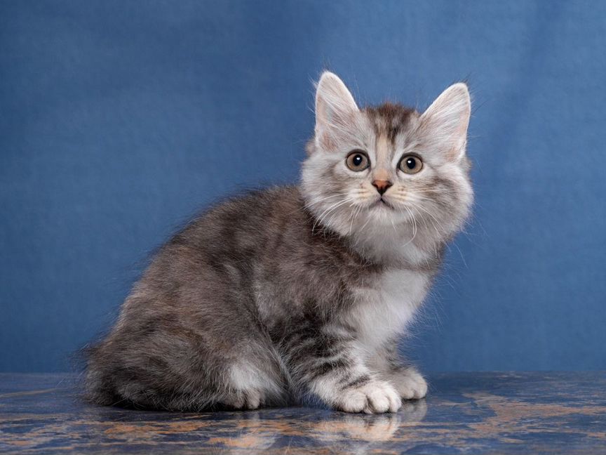 Клёпа. Котёнок. Курильский бобтейл. Питомник