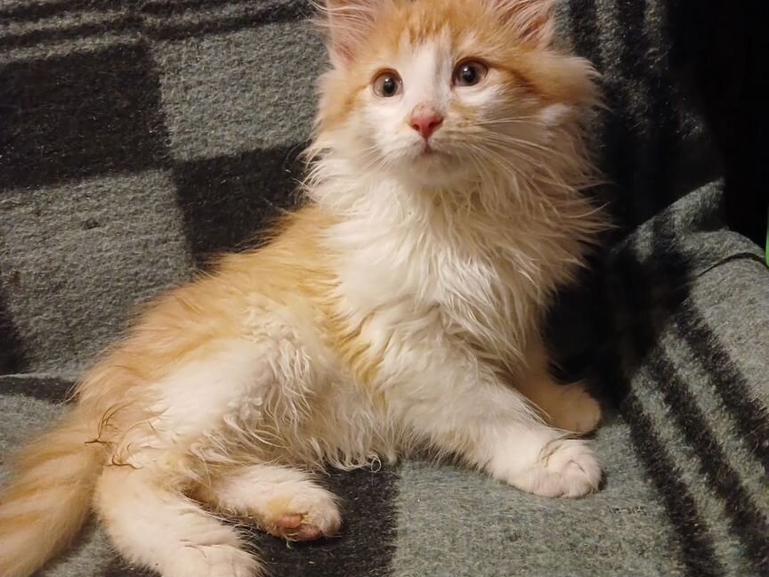 Мейн-кун помесь