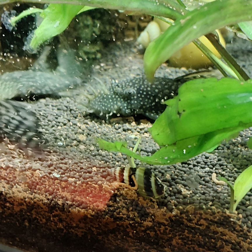 Улитки хилена