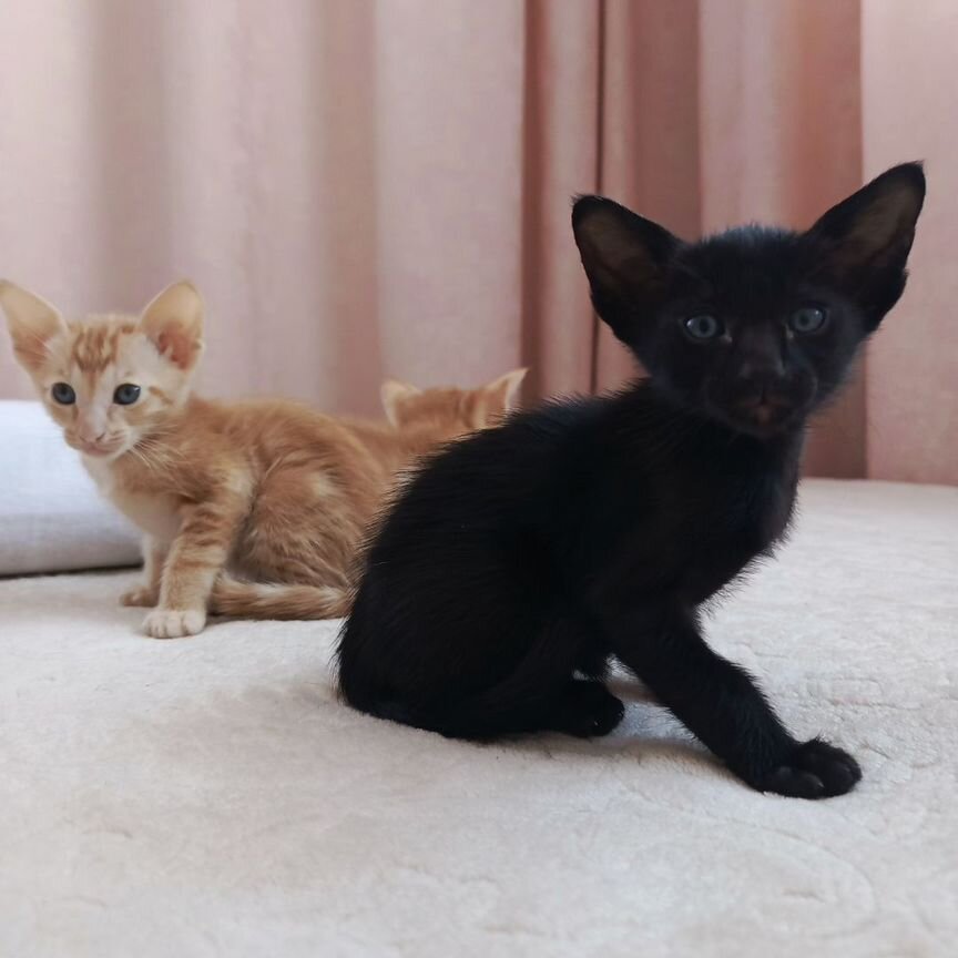 Ориентальные котята