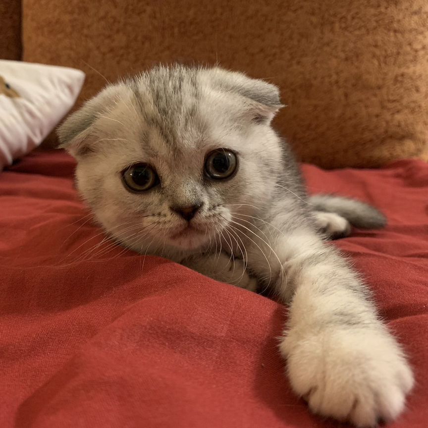 Шотландская веслоухая малышка )