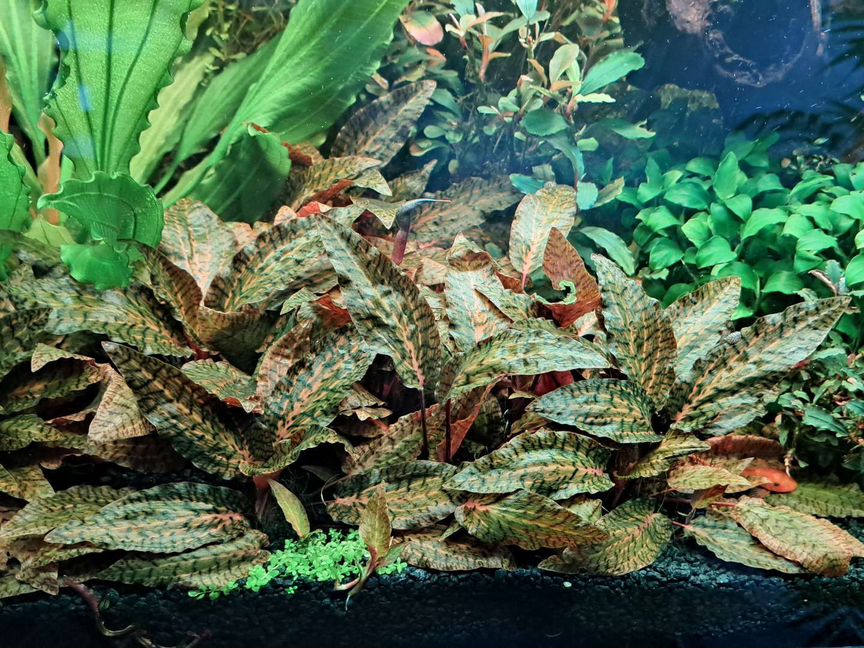 Криптокорина нури