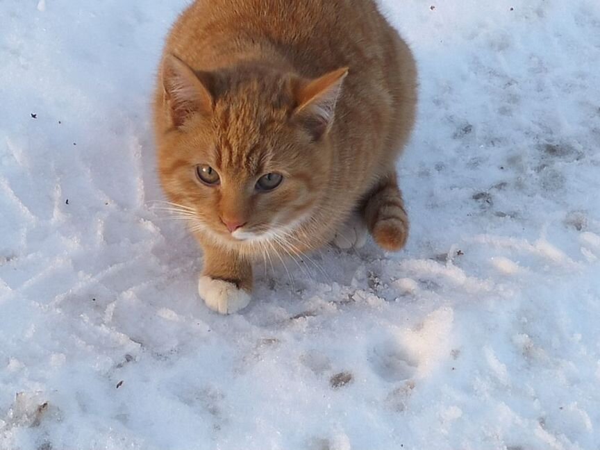 Котята в добрые руки бесплатно