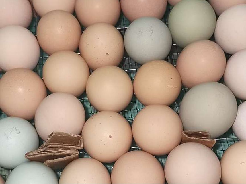 Инкубационное яйцо смешанных пород